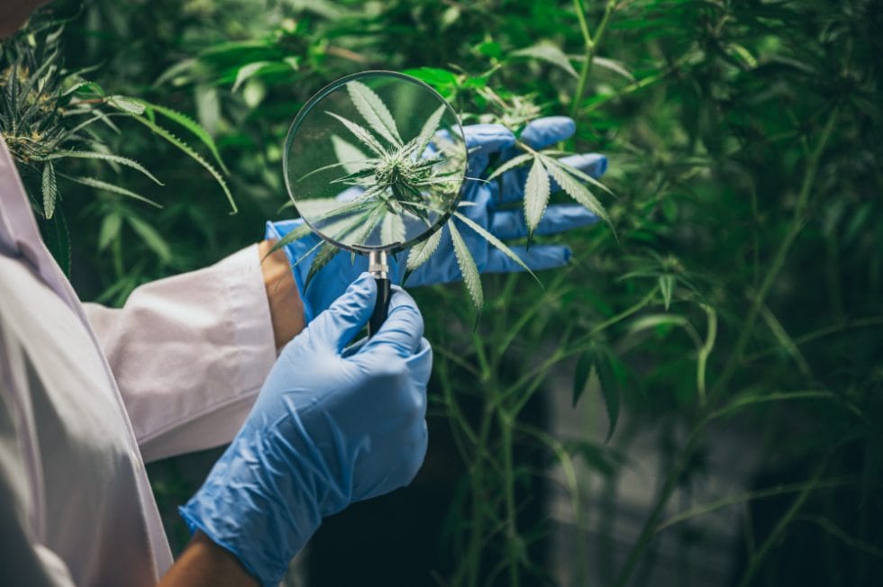 Investing in Medical Cannabis: Opportunity or risk? | Agropharm