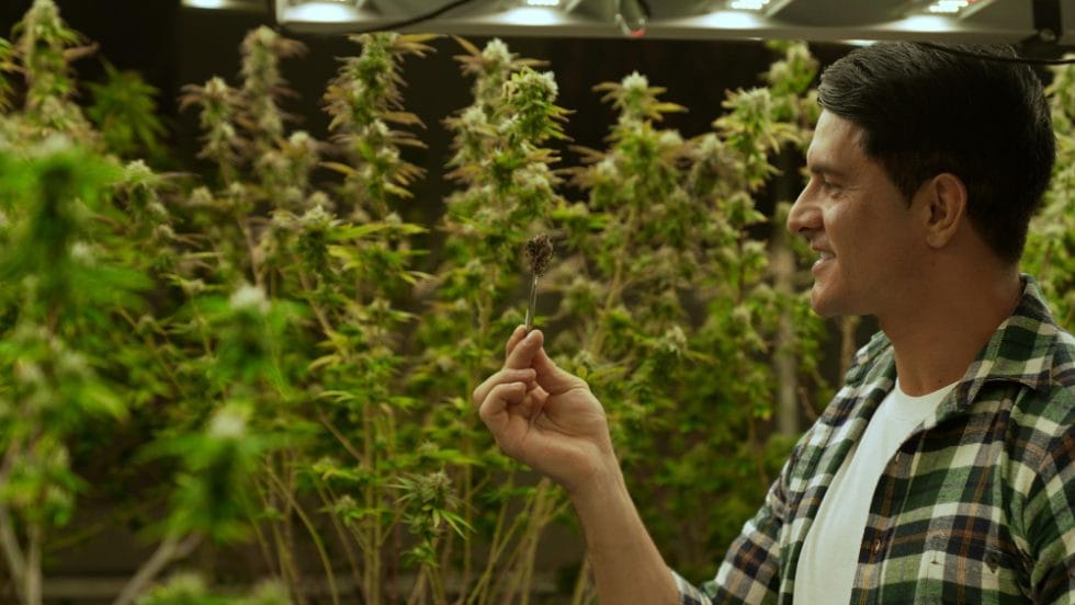 Exporting Cannabis: Legal Guidelines for International Trade | Agropharm