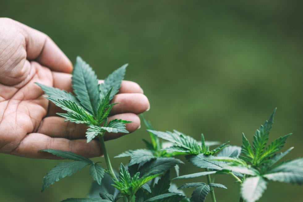 How to get GACP certification | Agropharm
