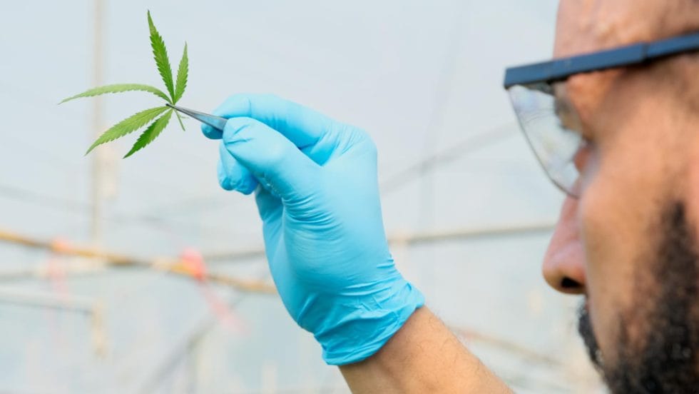 Cannabis sativa vs indica: Key differences explained | Agropharm